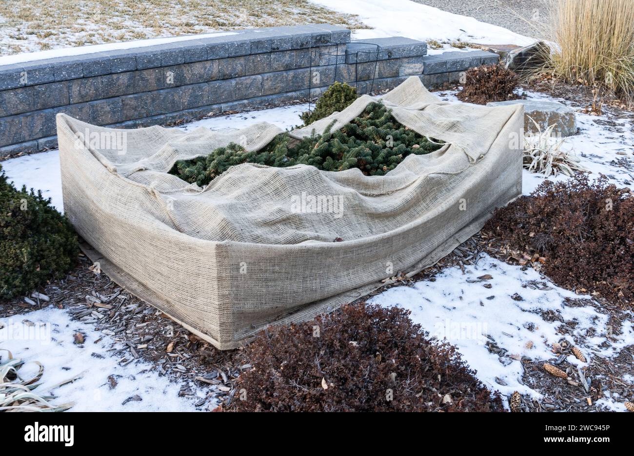 Front yard young Evergreen Shrubs covered with burlap material to ...
