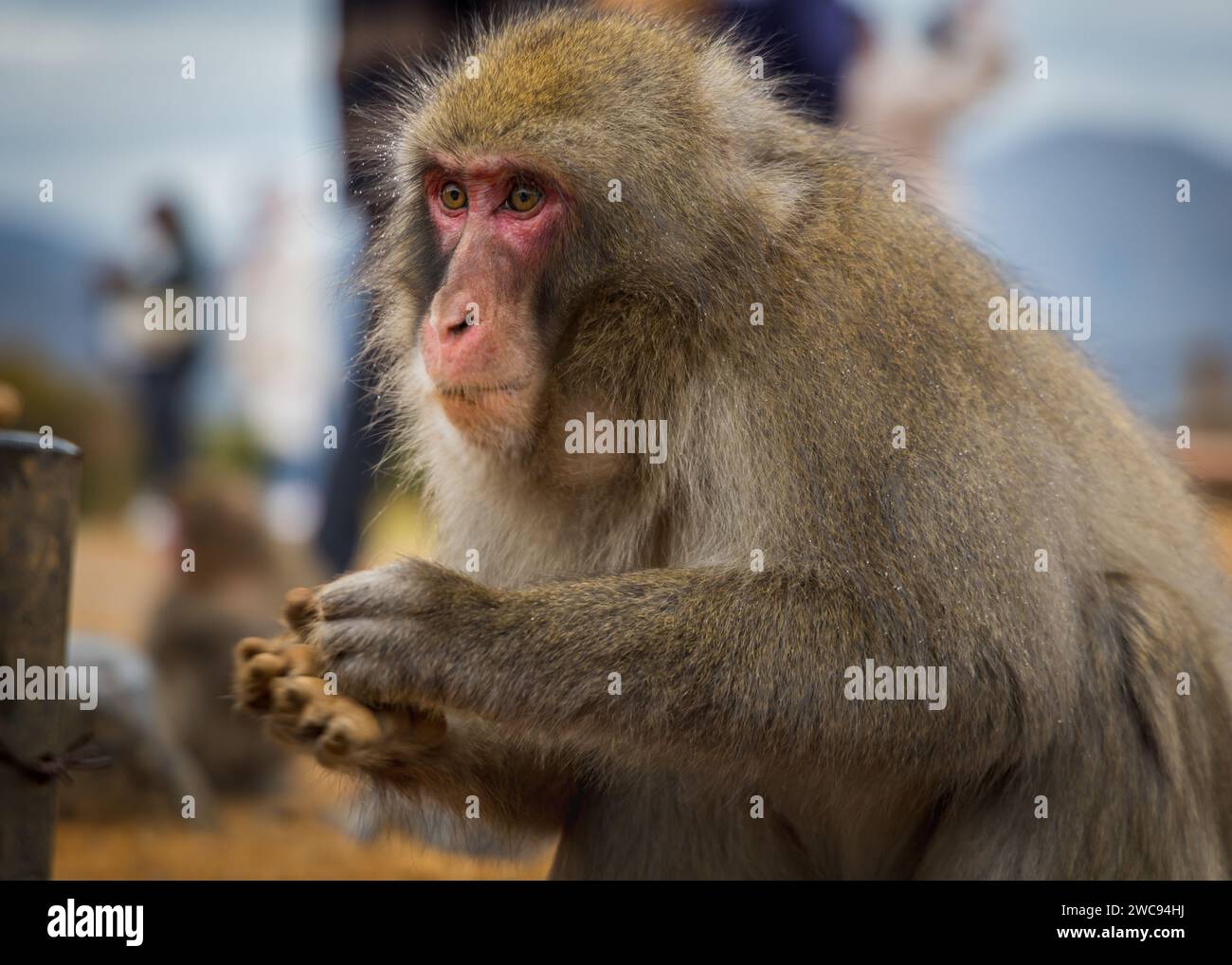 The Japanese macaque (Macaca fuscata), face in red, also known as the ...