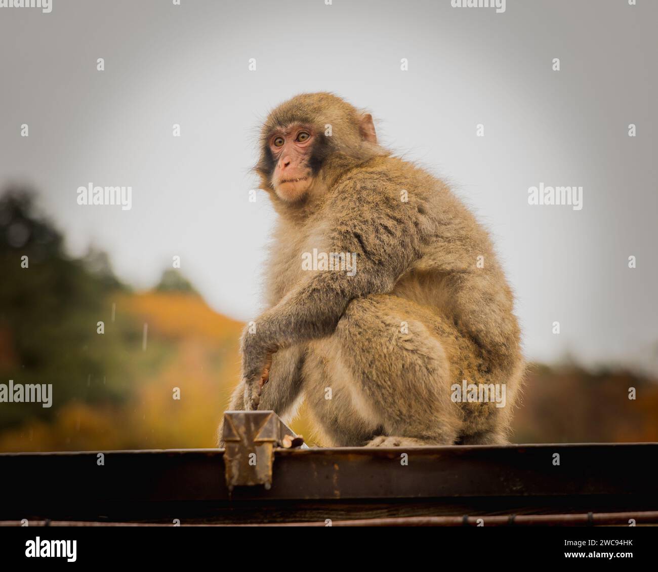 The Japanese macaque (Macaca fuscata), face in red, also known as the ...