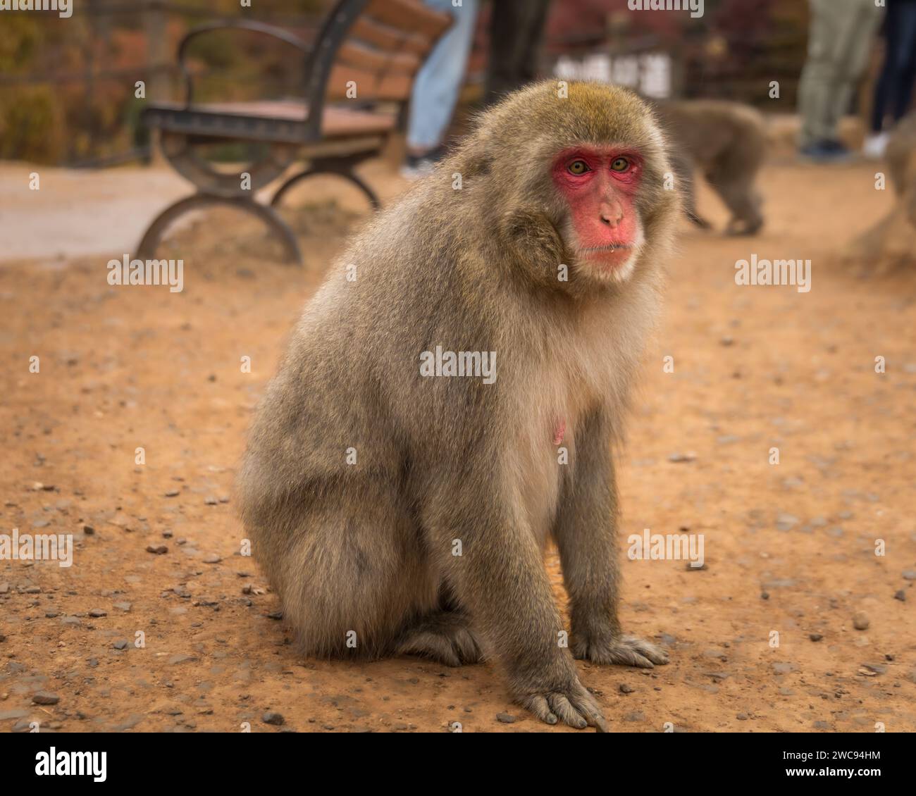 The Japanese macaque (Macaca fuscata), face in red, also known as the ...