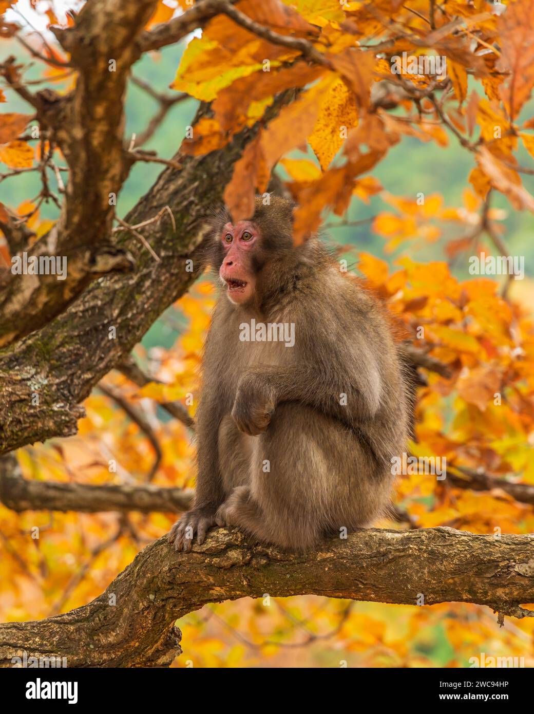 The Japanese macaque (Macaca fuscata), face in red, also known as the ...