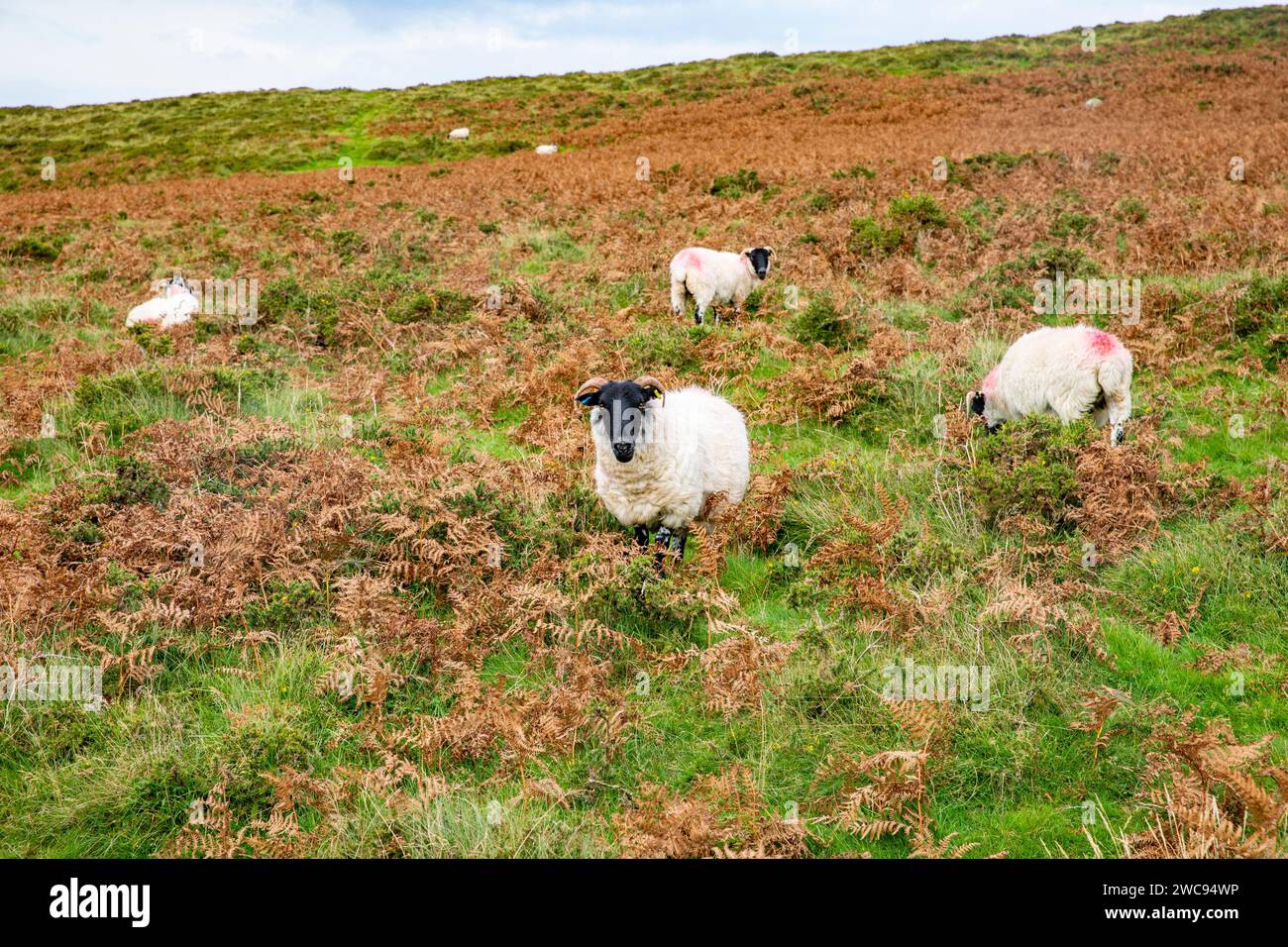 Dartmoor national park, farm sheep roaming on the moors of Dartmoor ...