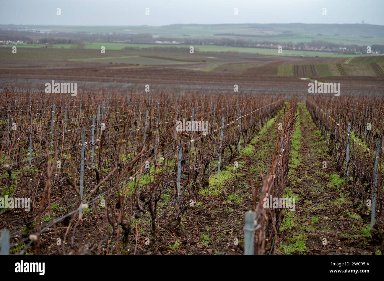 Winter time on Champagne grand cru vineyards near Verzenay, Verzy ...