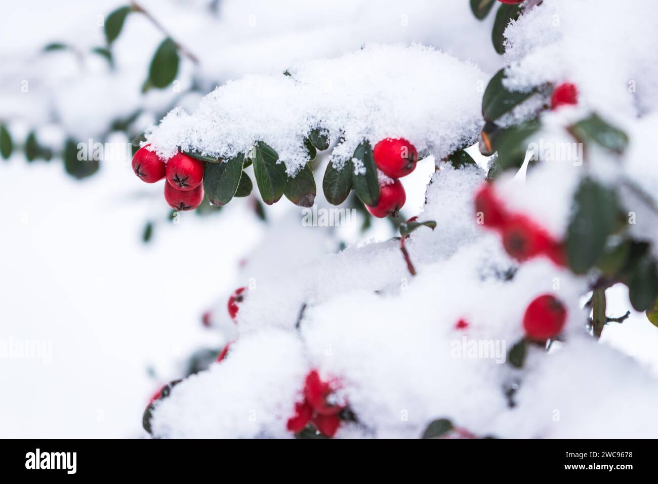 Red berries in snow. Frost on red berries with green leaves. Frozen ...