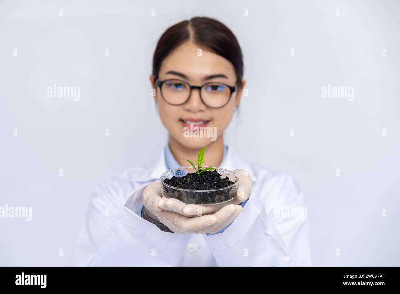 A biologist is studying the tissue of seedlings in the laboratory Stock ...