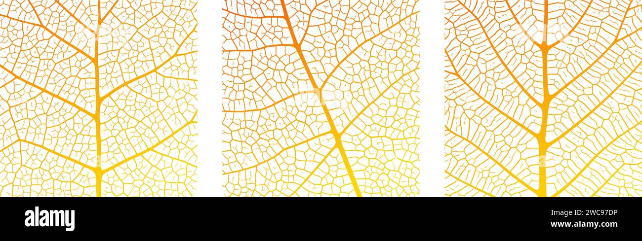 Leaf vein texture abstract background with close up plant leaf cells ...