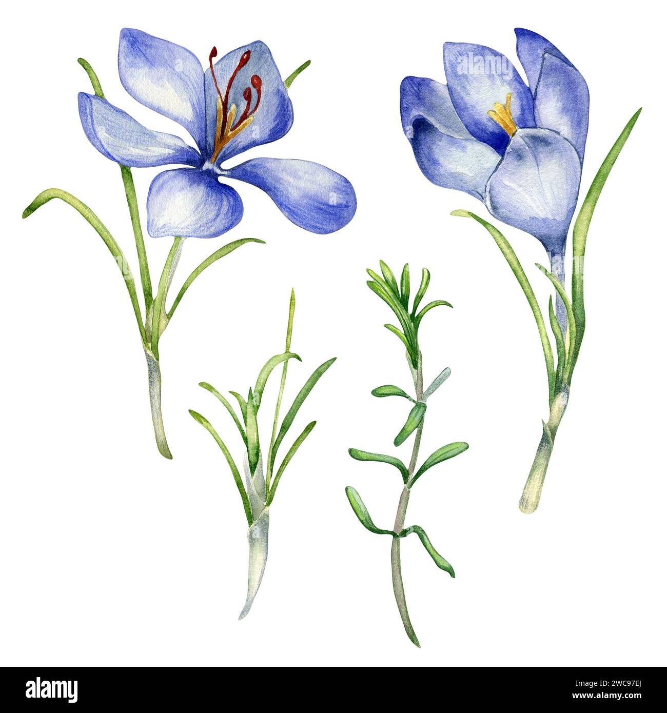 Purple irish Cut Out Stock Images & Pictures - Alamy