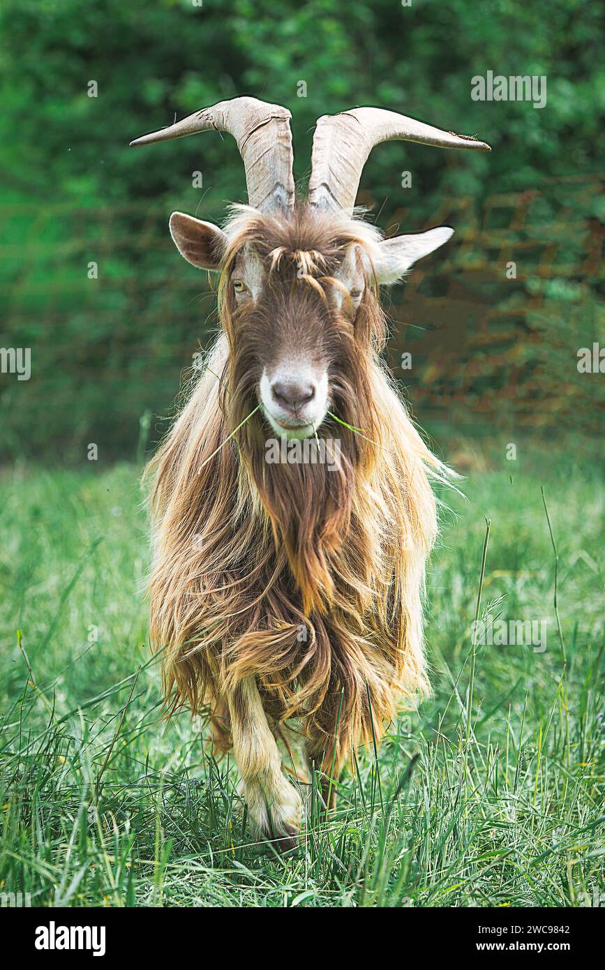 A goat with big horns in the meadow Stock Photo - Alamy