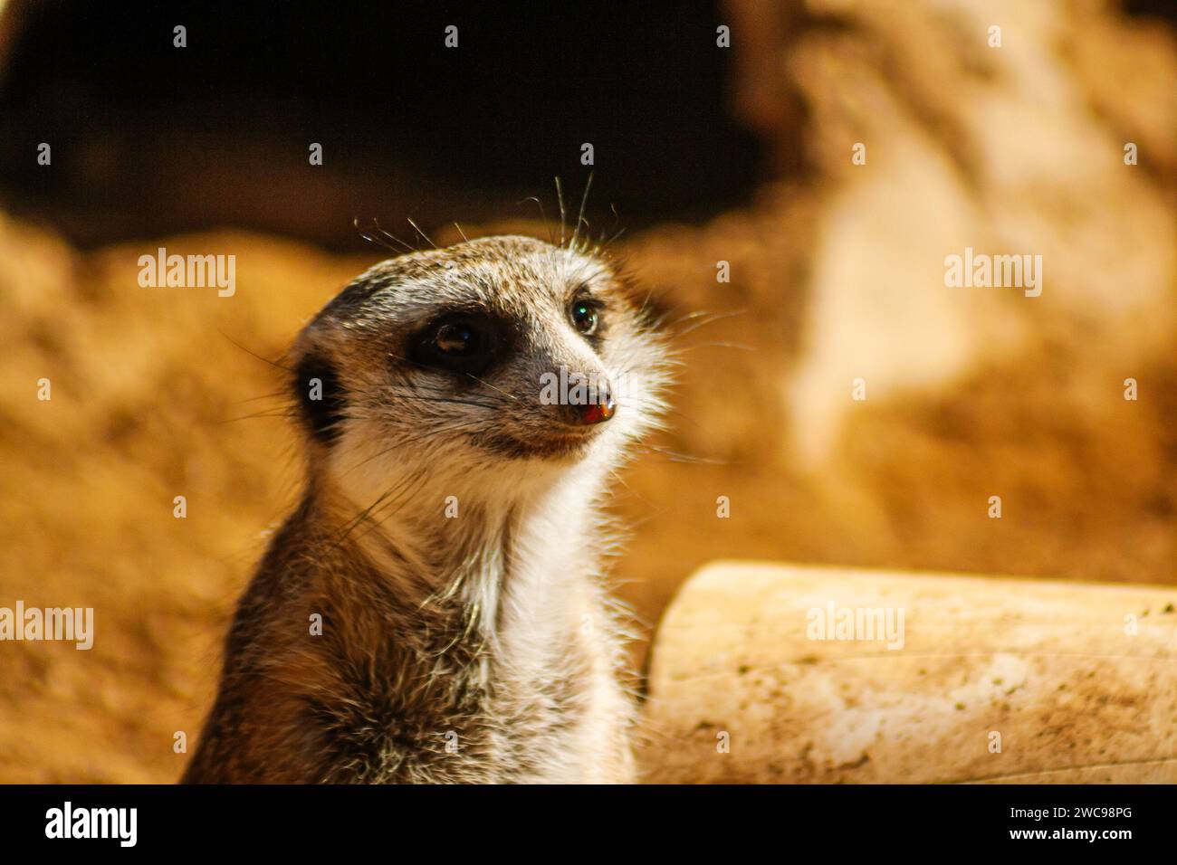 Funny meerkat hi-res stock photography and images - Alamy