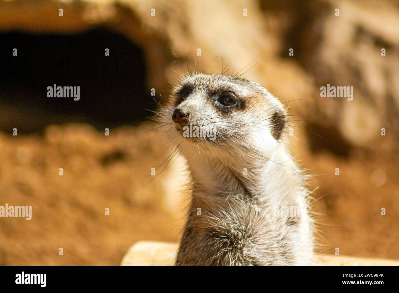 Funny suricata hi-res stock photography and images - Alamy