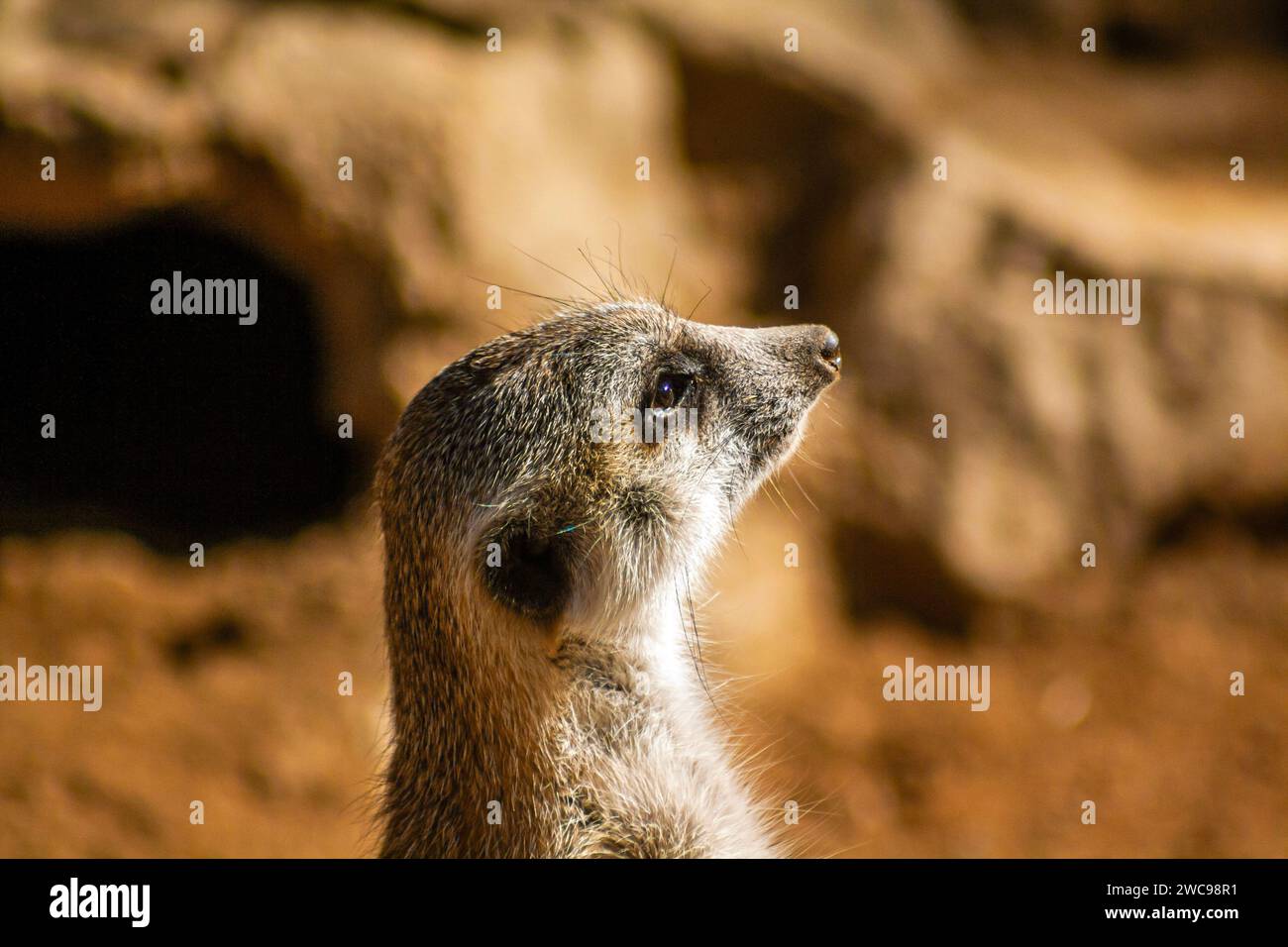 Funny meerkat hi-res stock photography and images - Alamy