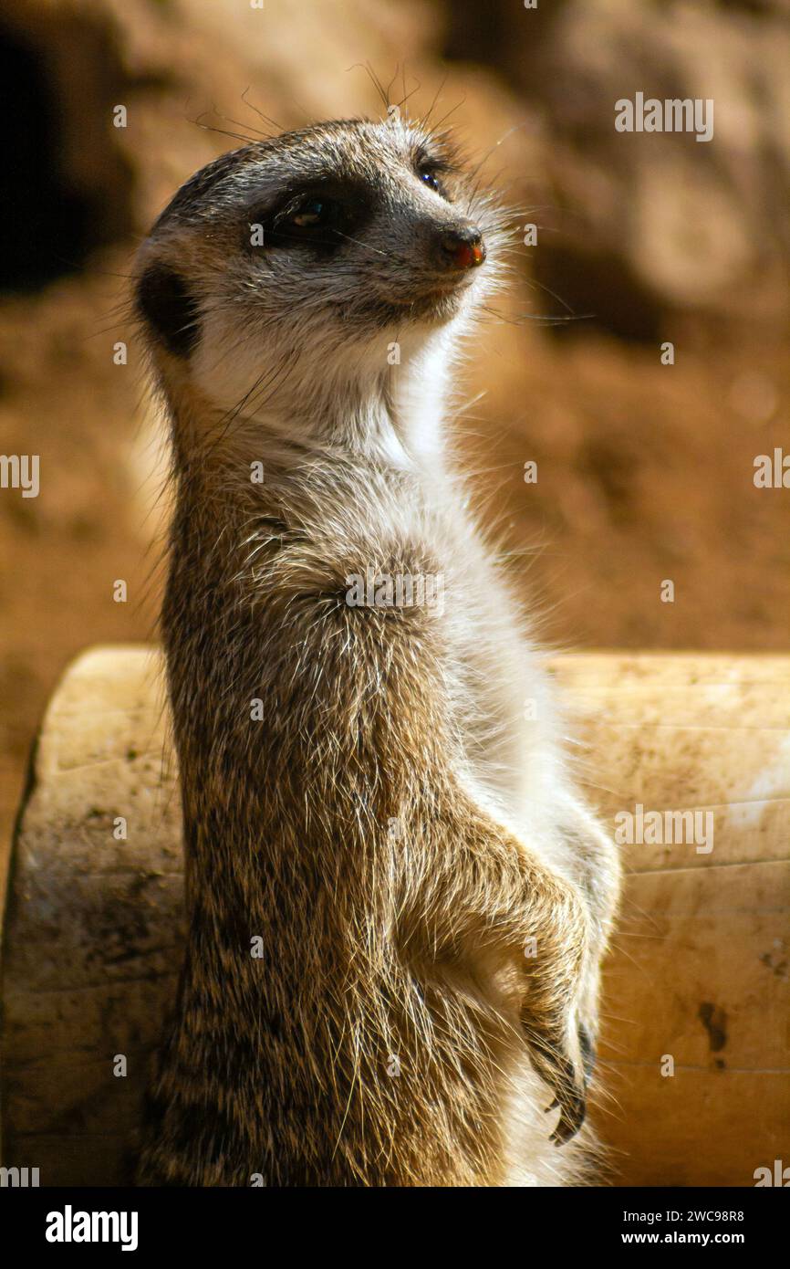 Funny meerkat hi-res stock photography and images - Alamy