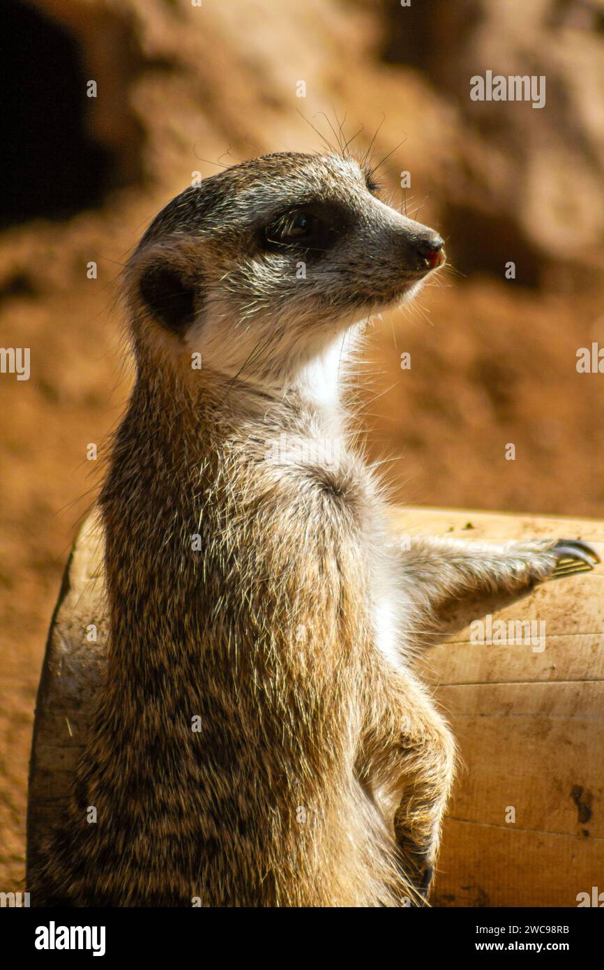 Funny cute suricate meerkat hi-res stock photography and images - Alamy