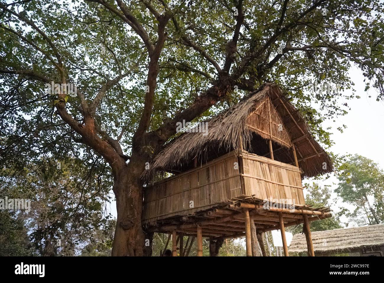 A charming treehouse made of bamboo Stock Photo - Alamy