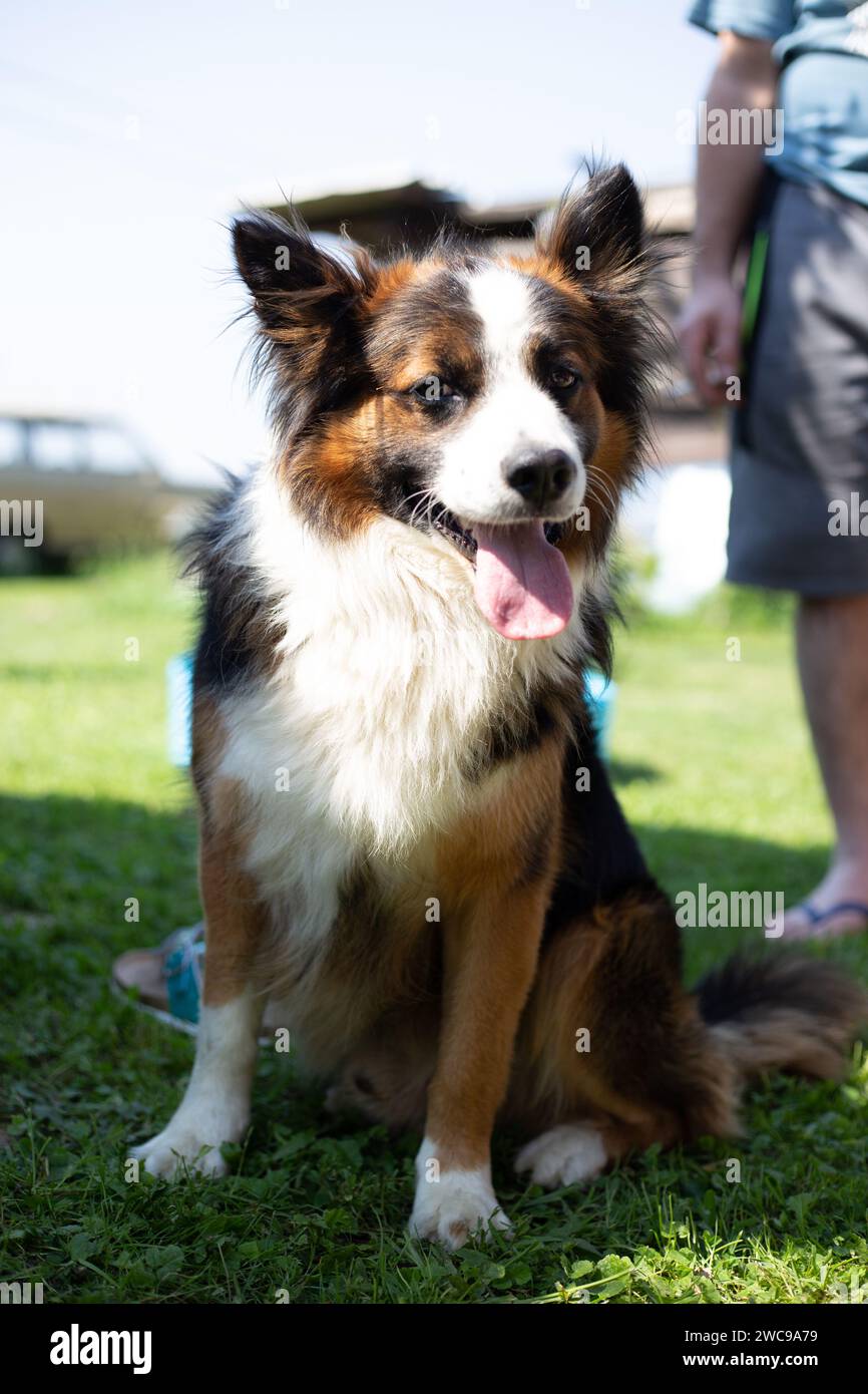 A fluffy domestic dog outside in the garden. It's a playful adorable ...