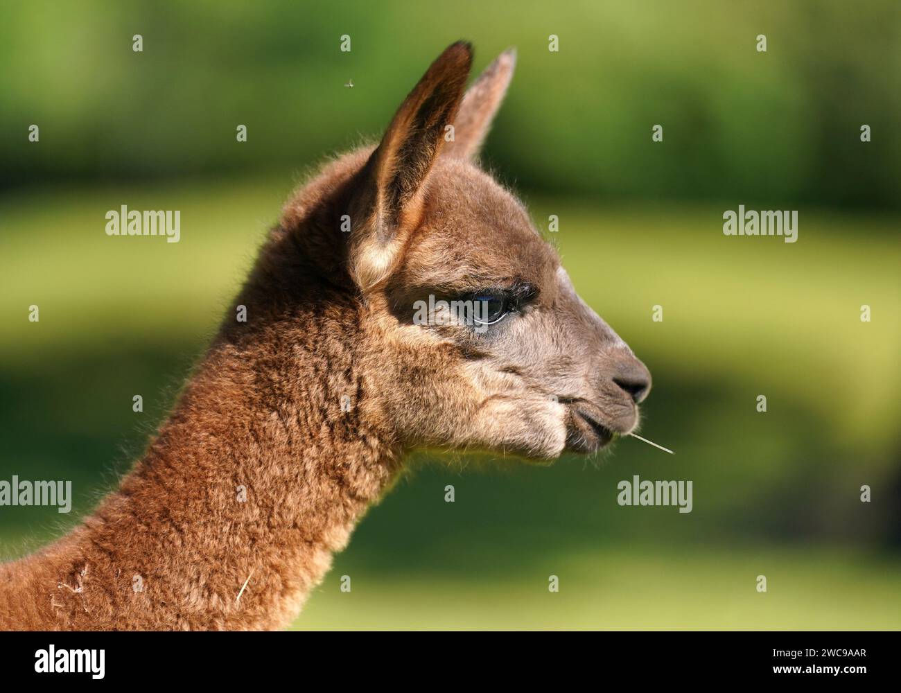 Undated file photo of an alpaca. A ban on exporting livestock for ...