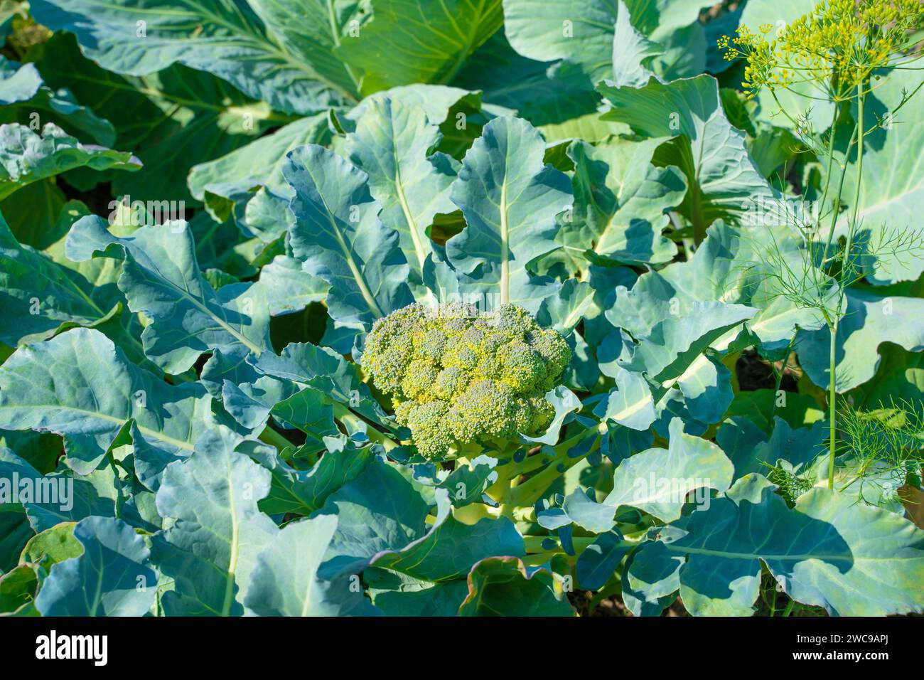 Broccoli growing in a home garden on a sunny summer day. Growing ...