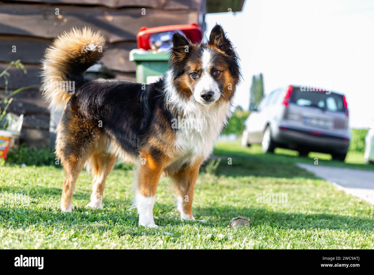 A fluffy domestic dog outside in the garden. It's a playful adorable ...