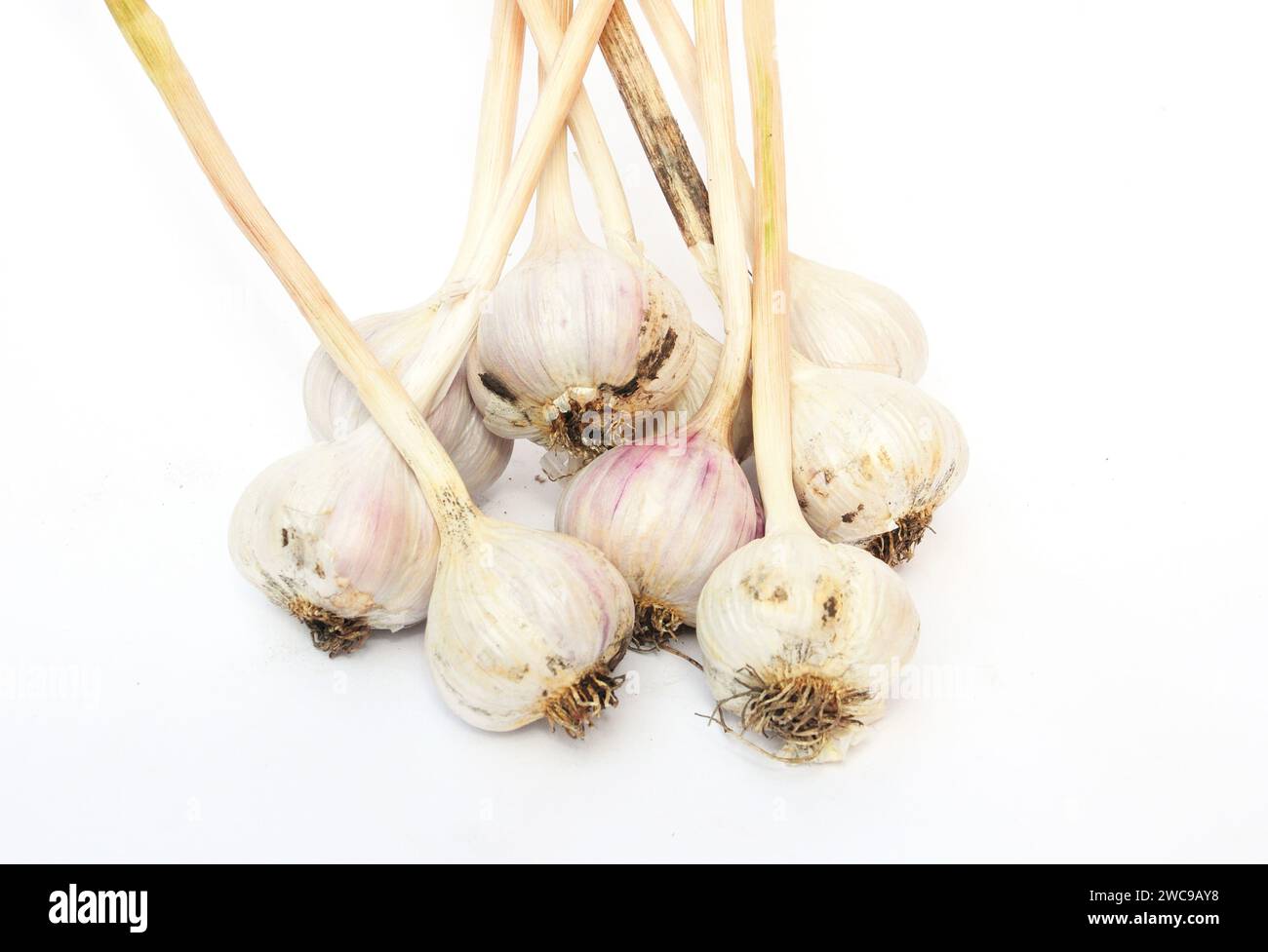 Garlic Harvest. Organic garlic (Allium sativum) bulb isolated on white ...