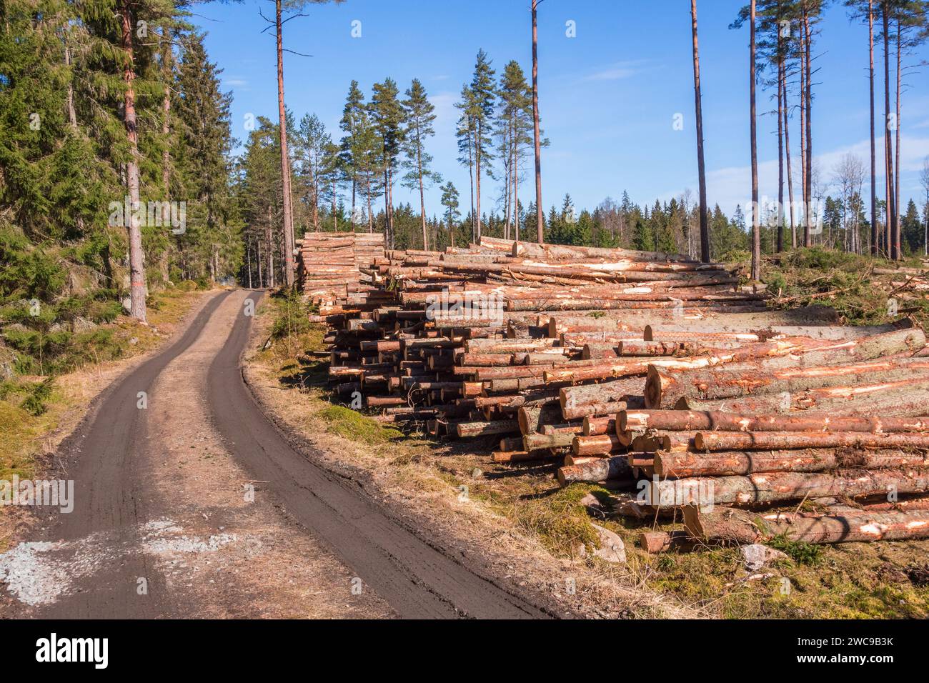 Stacked timber forestry track hi-res stock photography and images - Alamy