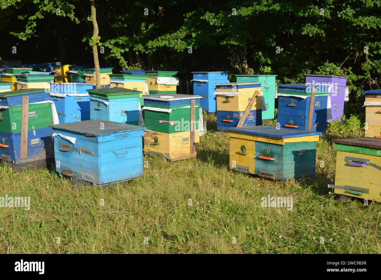 Beehives farming. Colorful honey bee beehives farm Stock Photo - Alamy