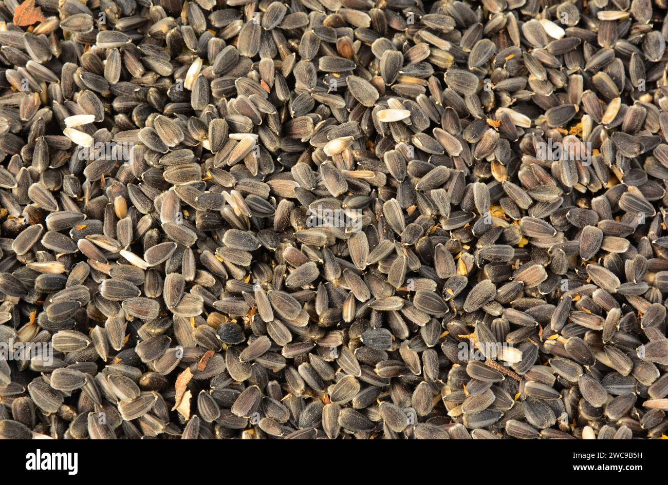 Sunflower Seeds Texture Background. Sunflower Seeds Harvest Dry Stock Photo - Alamy