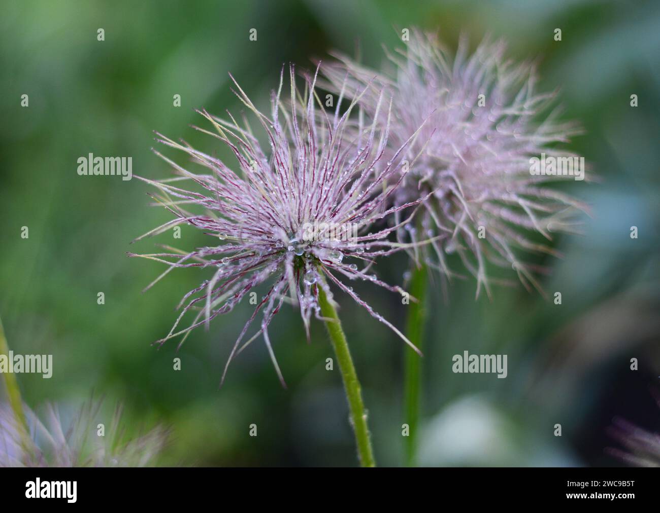 Pacific anemone anemone multifida hi-res stock photography and images ...