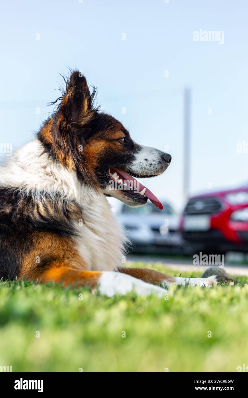A fluffy domestic dog outside in the garden. It's a playful adorable ...