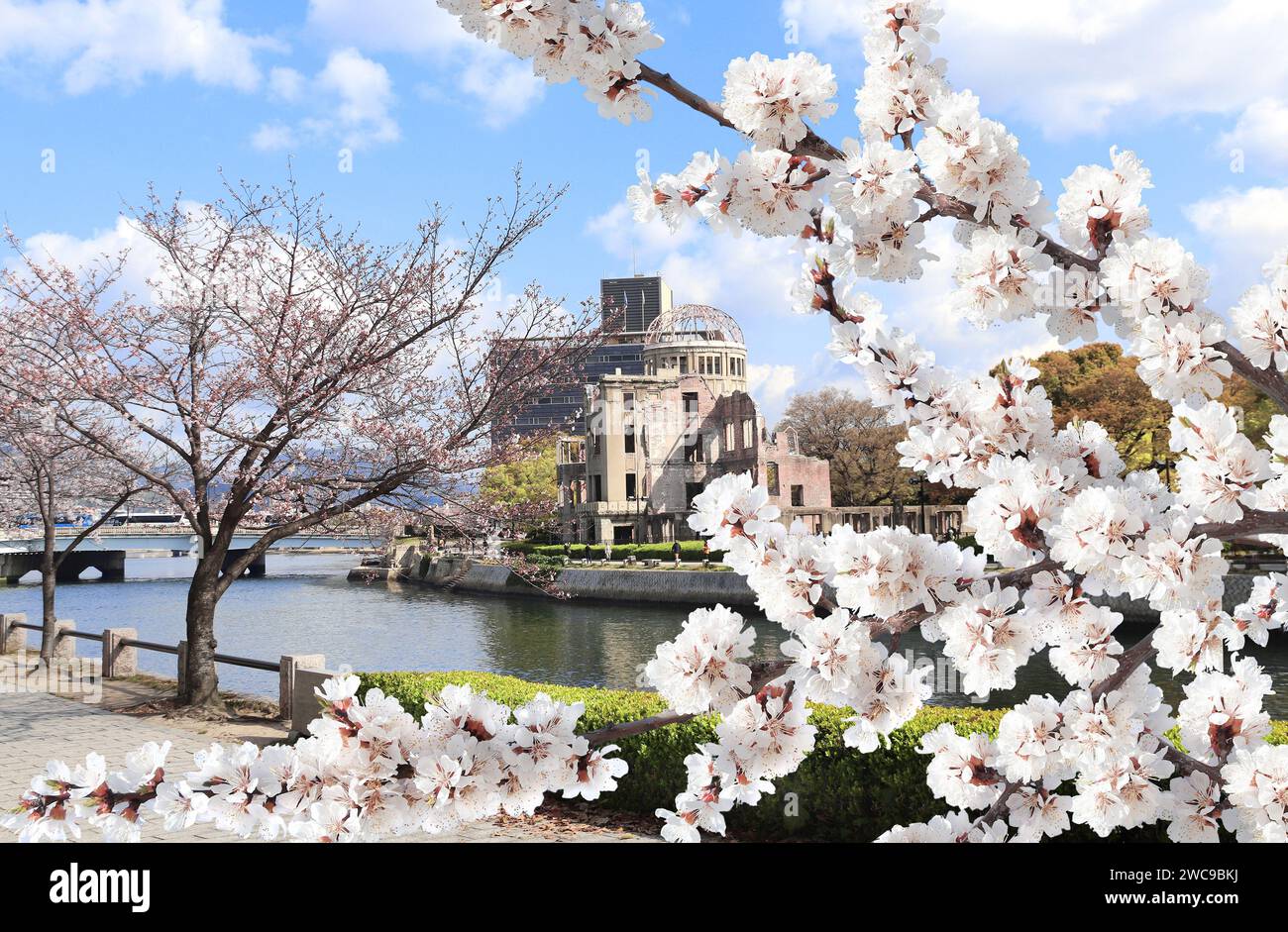 Cherry blossoming season in Japan. Blooming sakura trees near to Atomic ...