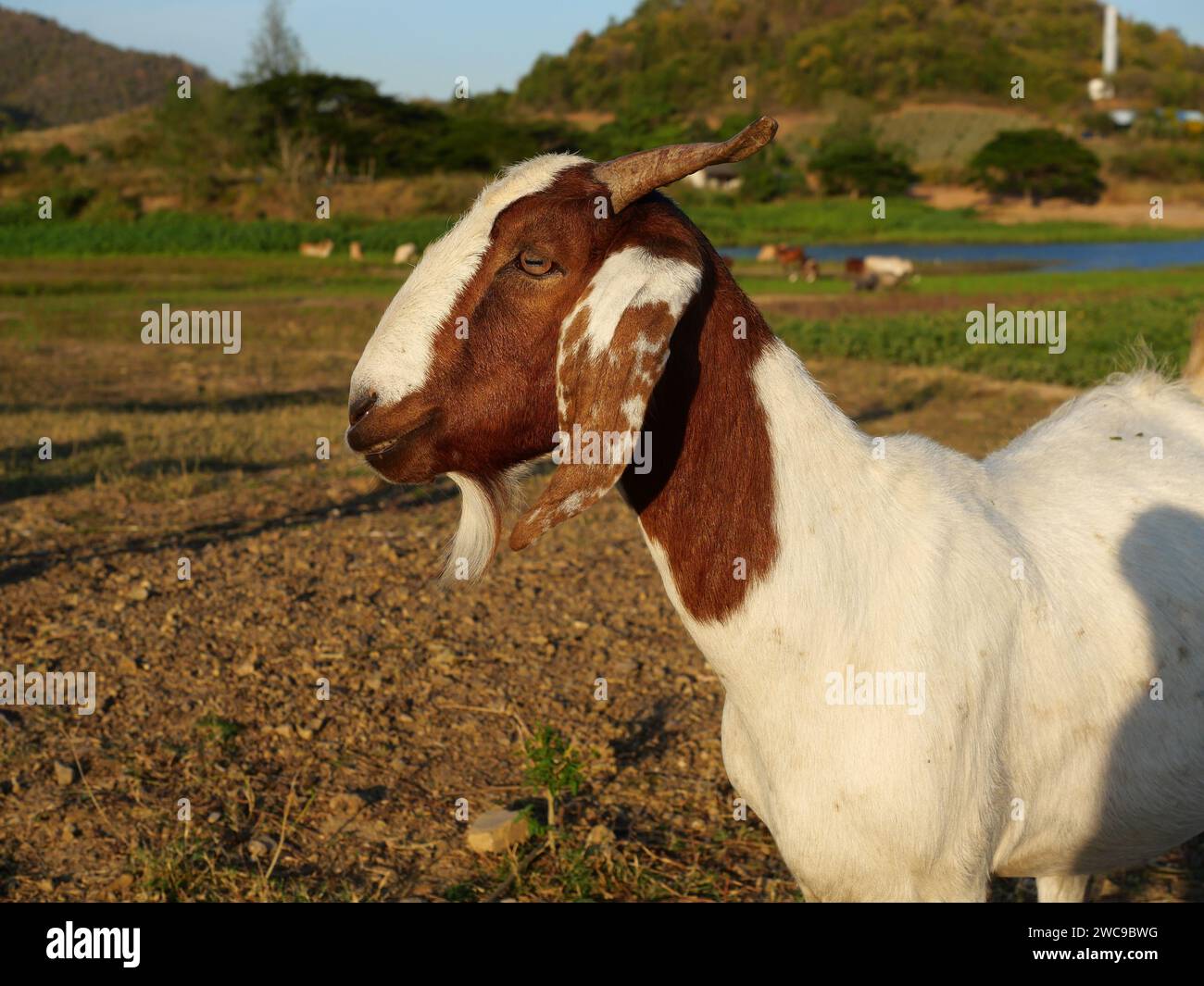 Brown and white spotted goat standing in green pasture, Mammals on the ...