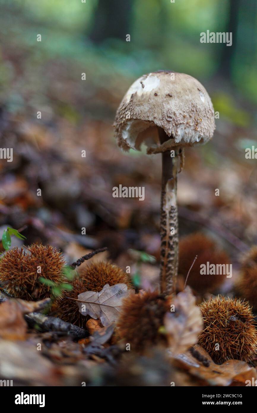 Mushroom growing in the woods. Fungi are food and sometimes poisen for ...