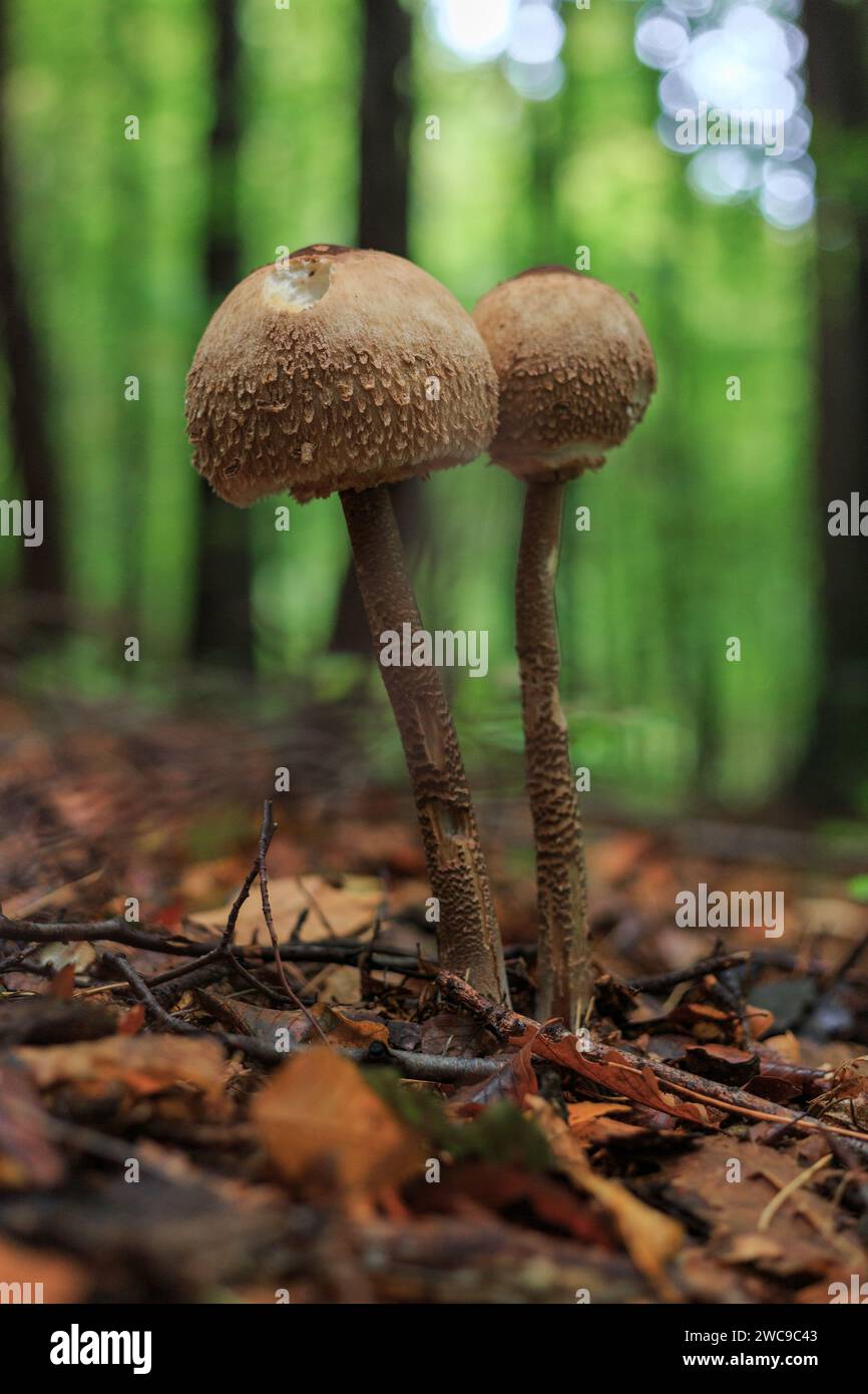 Mushroom growing in the woods. Fungi are food and sometimes poisen for ...