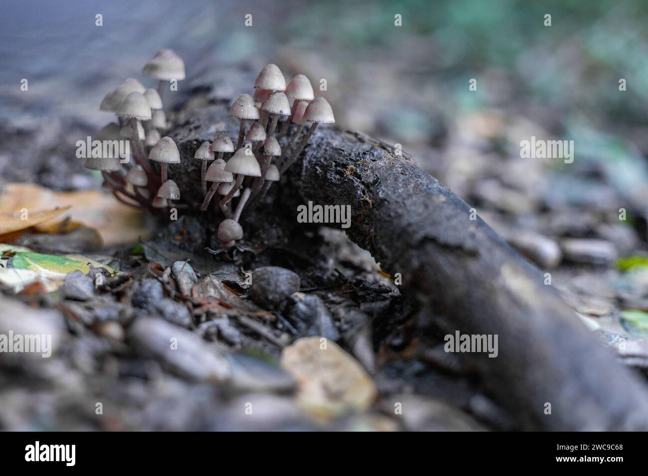 Mushroom growing in the woods. Fungi are food and sometimes poisen for ...