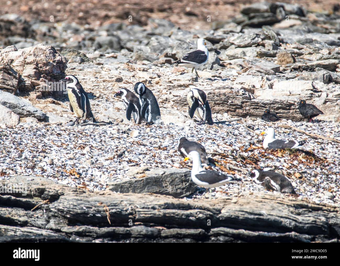 Halifax Island African Penguin Breeding Site 100m from main land ...