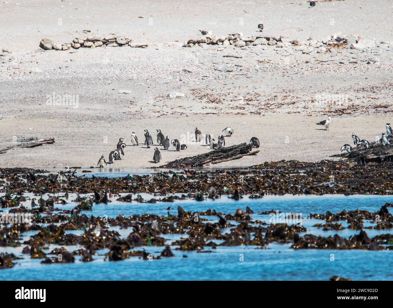 Halifax Island African Penguin Breeding Site 100m from main land ...