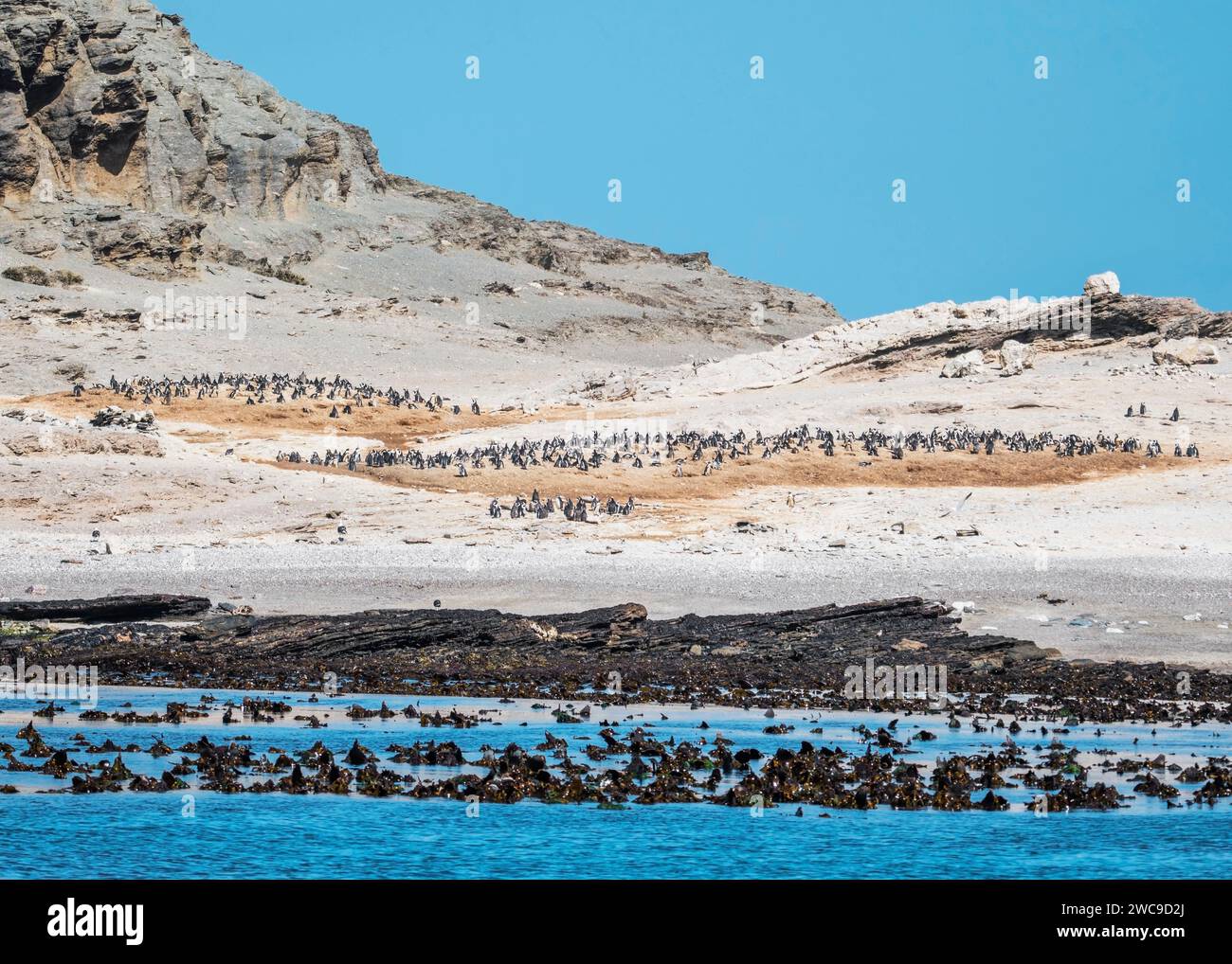 Human breeding hi-res stock photography and images - Alamy