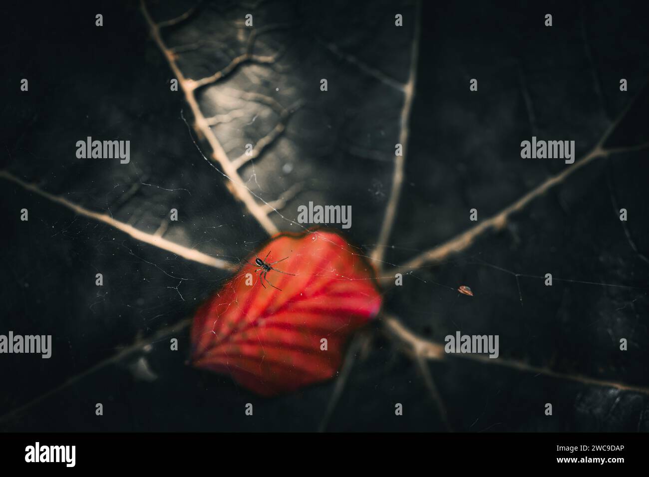 A spider above a red maple leaf on a stark black background Stock Photo ...