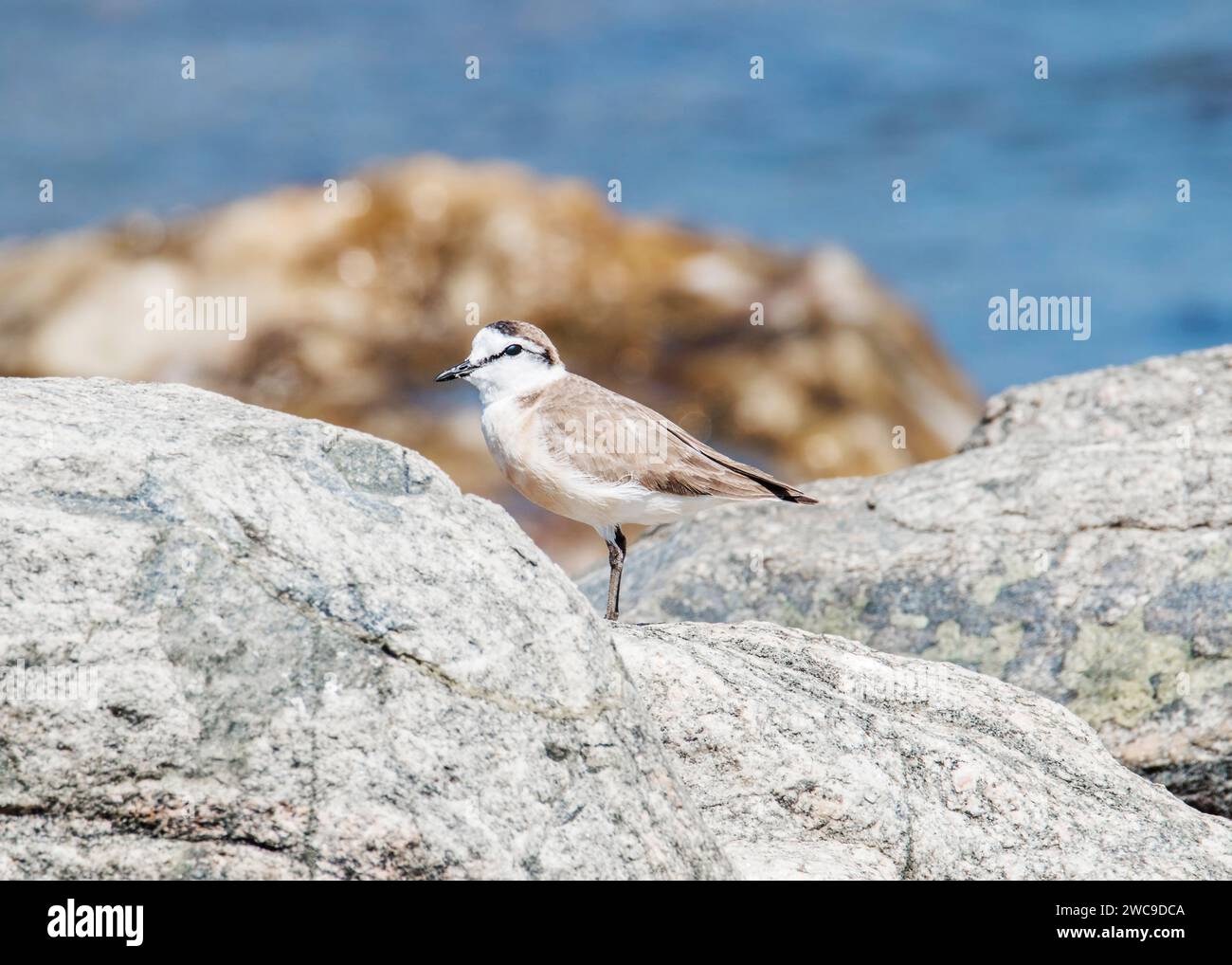 Namibia Lüderitz White Fronted Plover Stock Photo - Alamy