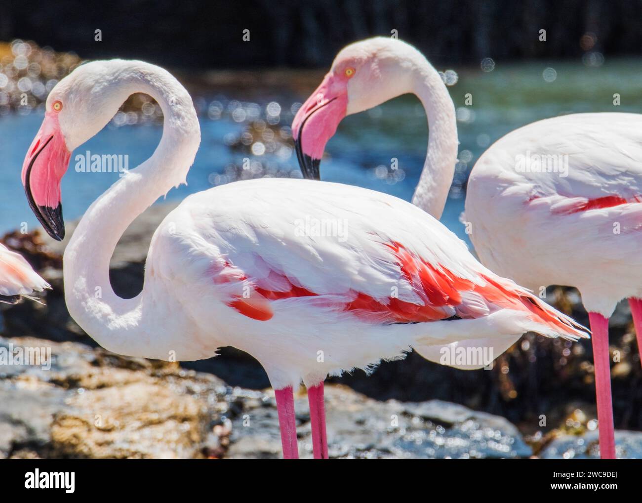 Namibia Lüderitz Greater and Lesser Flamingo's Stock Photo - Alamy