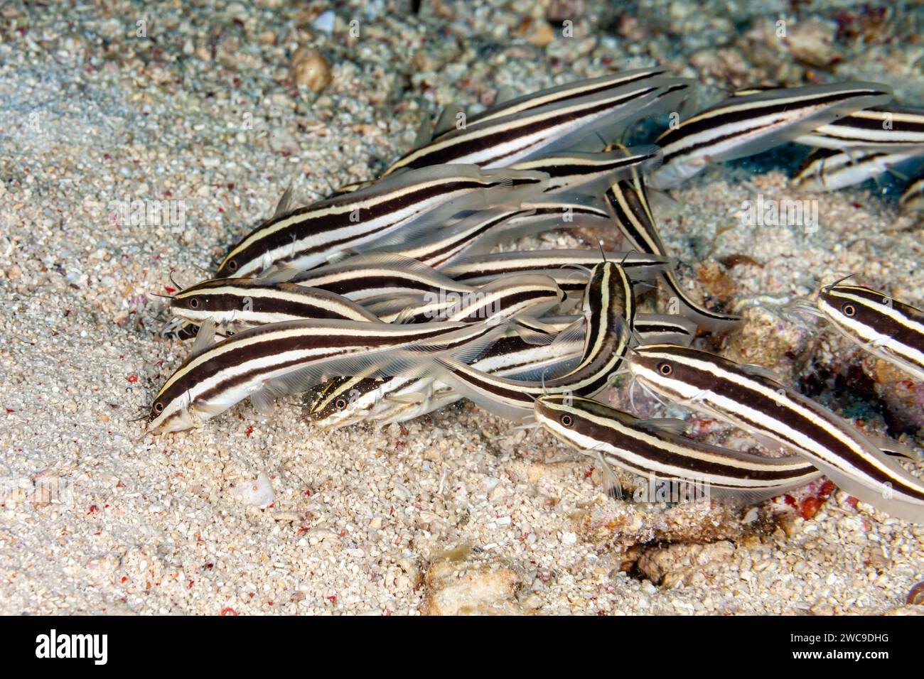 Malaysia, Sabah, Mabul, Striped Eel Catfish (Plotosus lineatus Stock ...