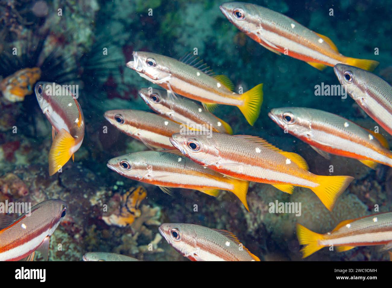 Malaysia, Sabah, Mabul, Two-spot snapper or Two-spot banded snapper ...