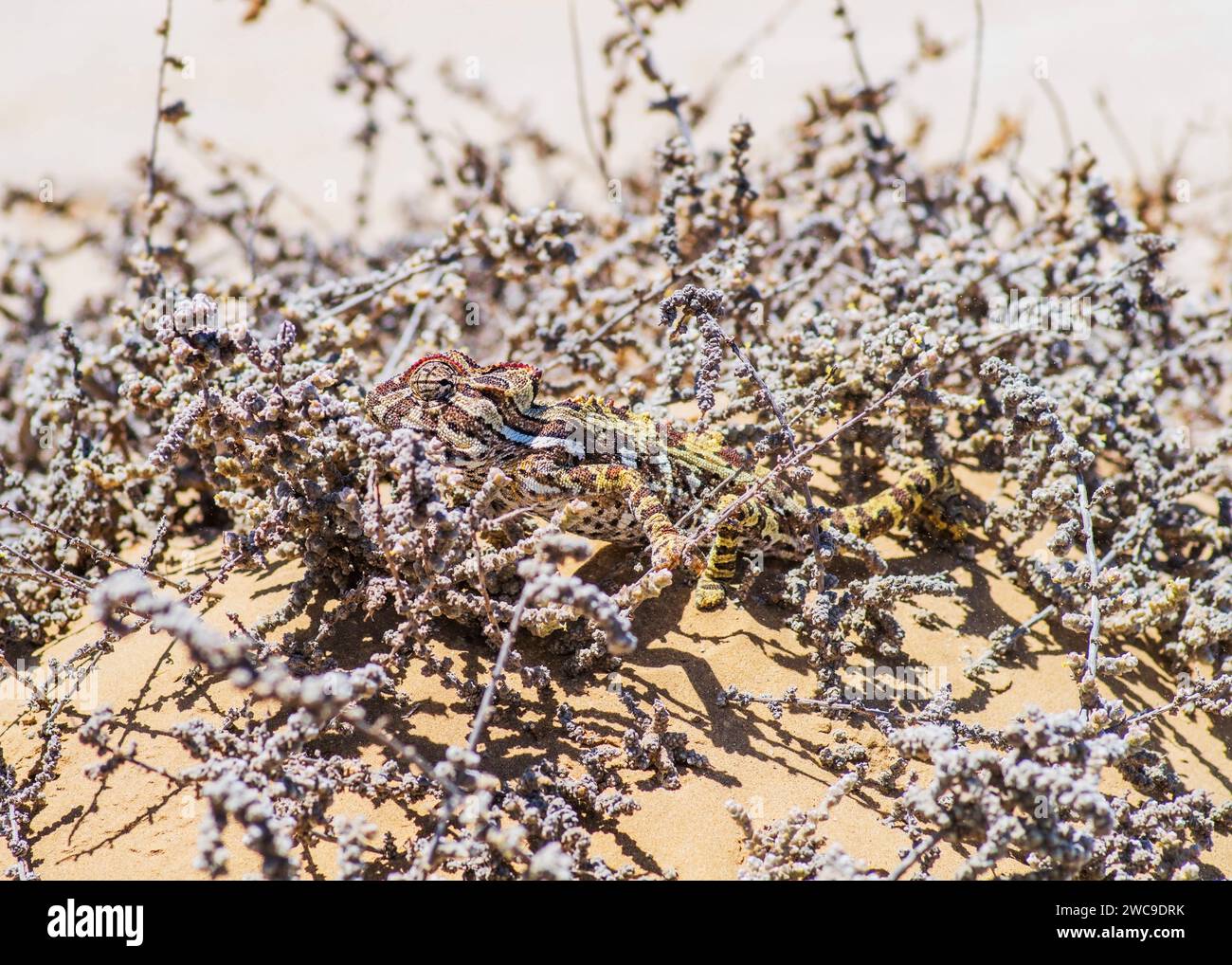 Namibia Lüderitz Diaz Point Namaqua Chameleon Stock Photo - Alamy