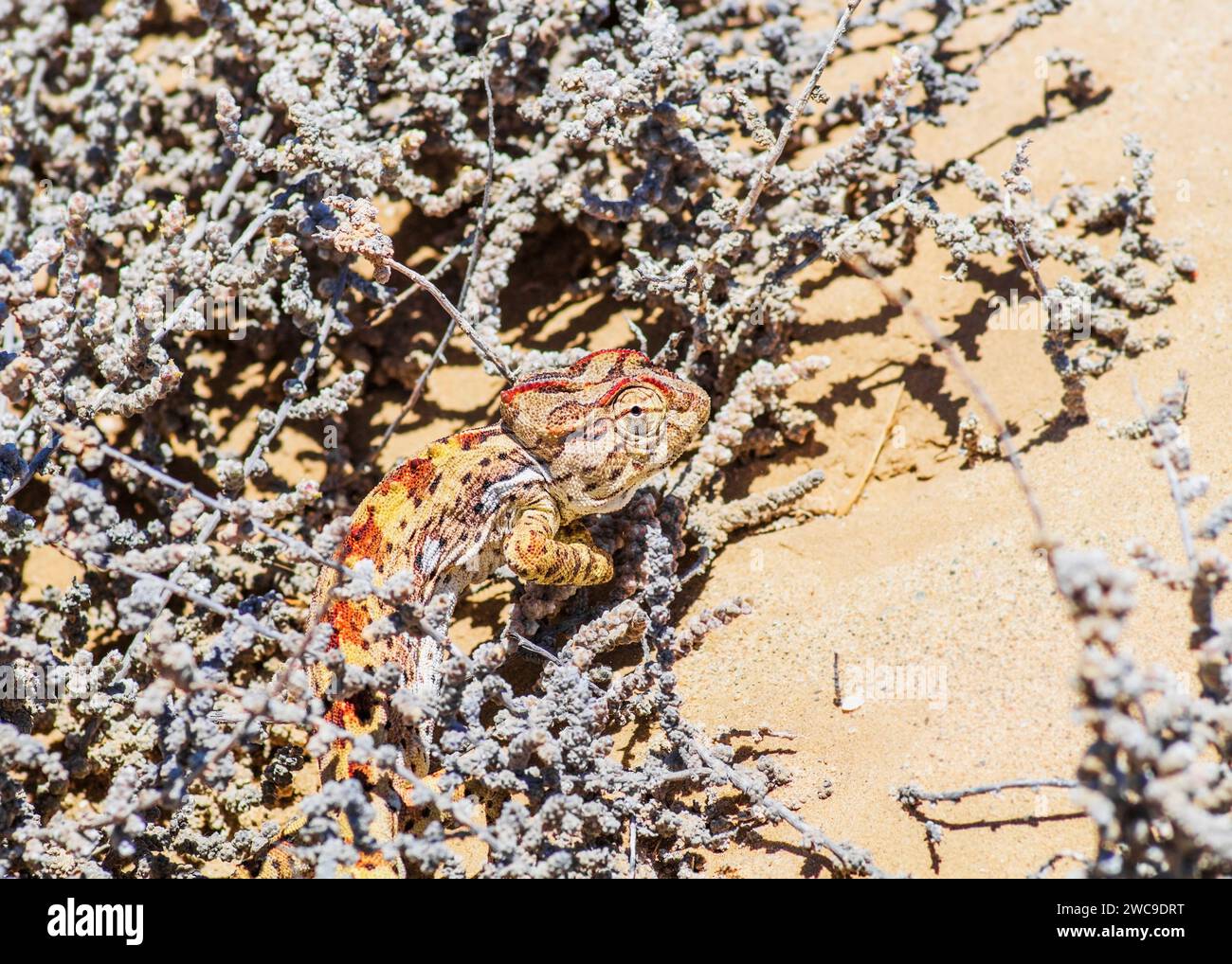 Namibia Lüderitz Diaz Point Namaqua Chameleon Stock Photo - Alamy