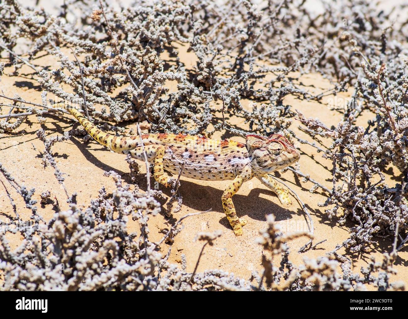 Namibia Lüderitz Diaz Point Namaqua Chameleon Stock Photo - Alamy
