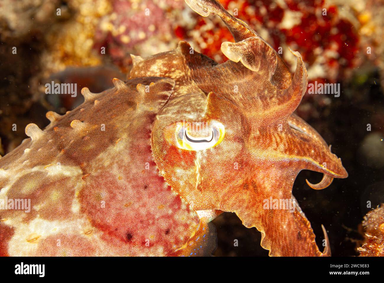 Malaysia, Sabah, Mabul, Squid Stock Photo - Alamy