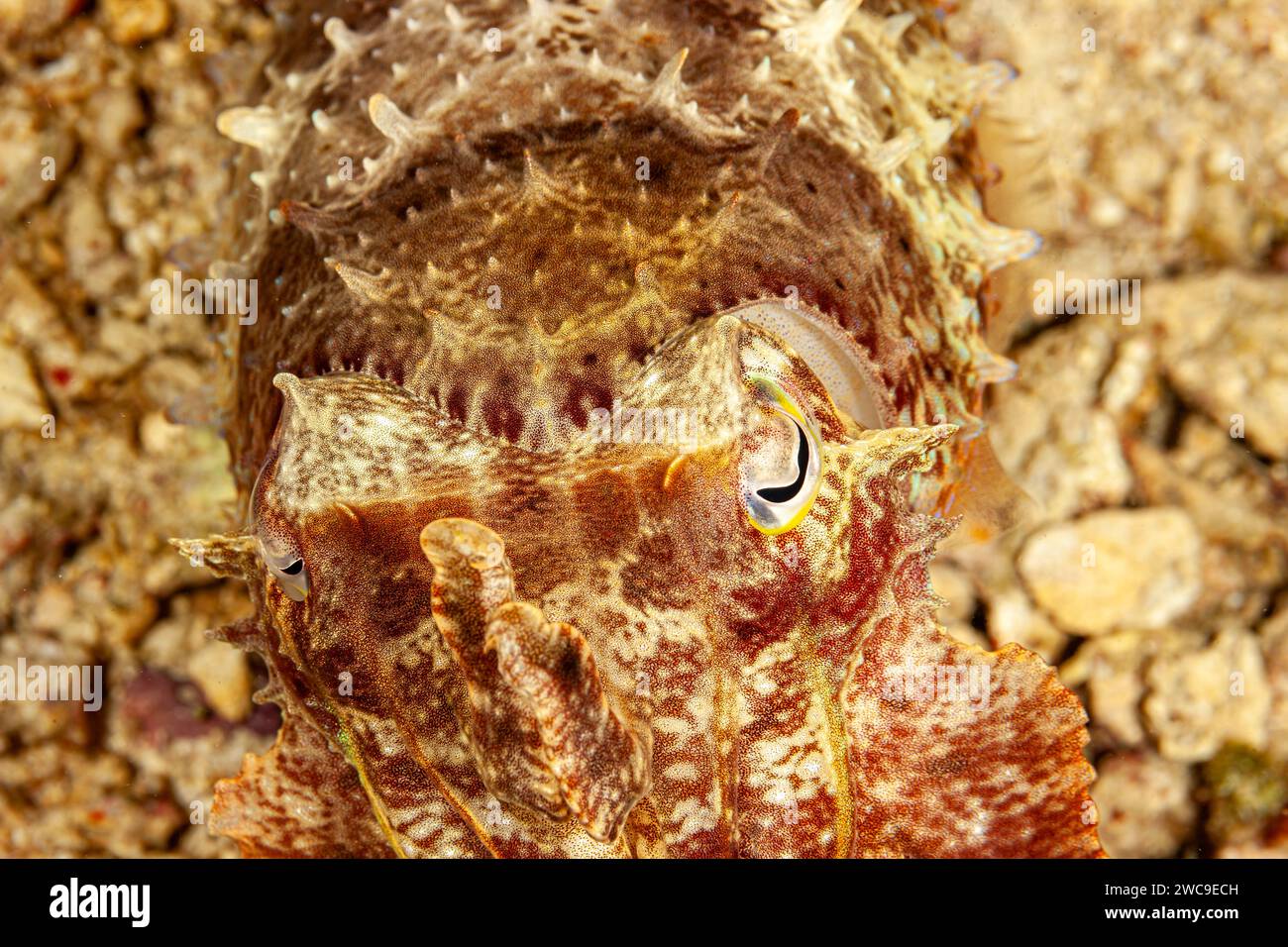 Indo pacific squid hi-res stock photography and images - Alamy