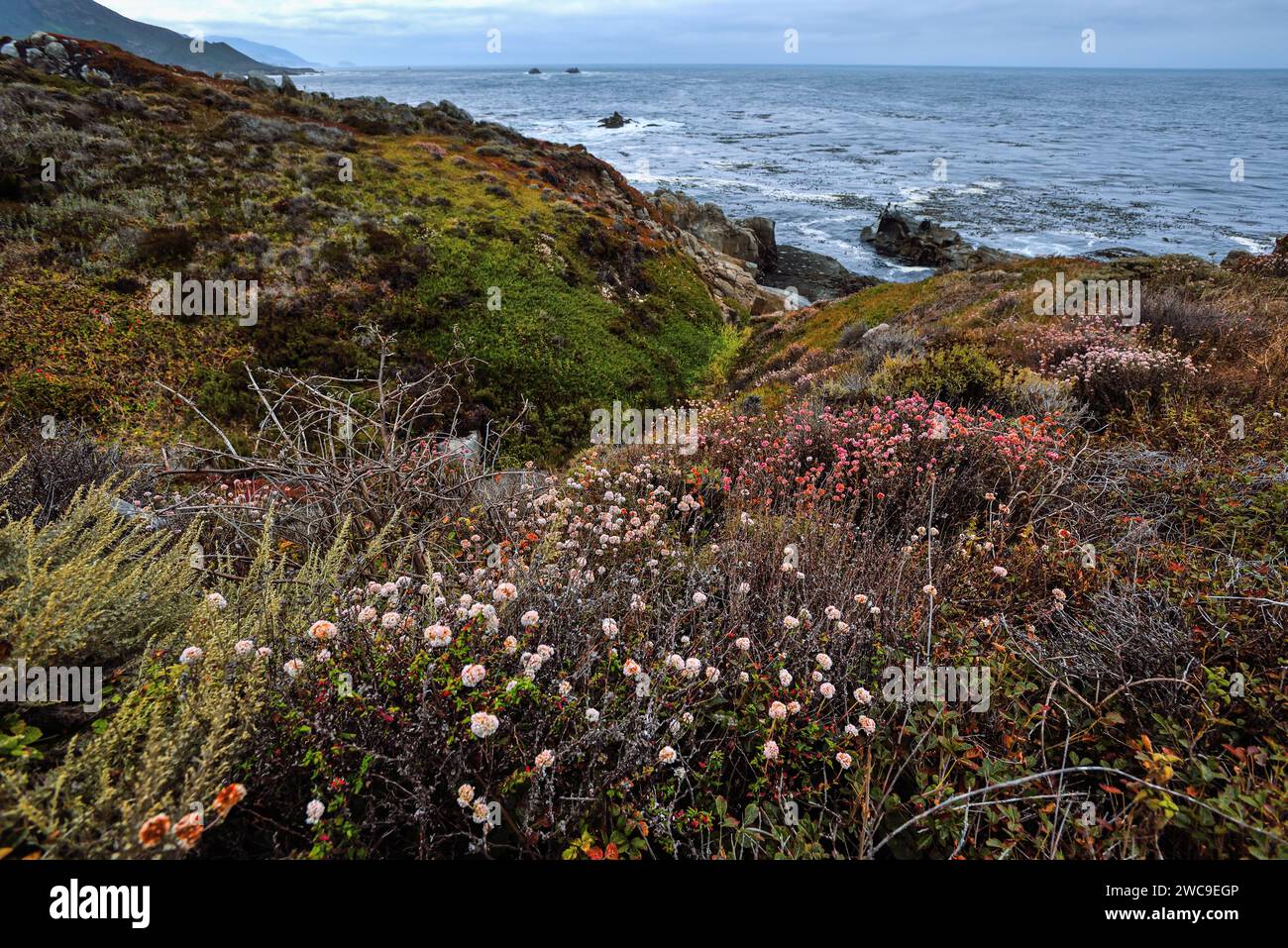 Colorful Flora by the Pacific Ocean in Big Sur, California Stock Photo ...