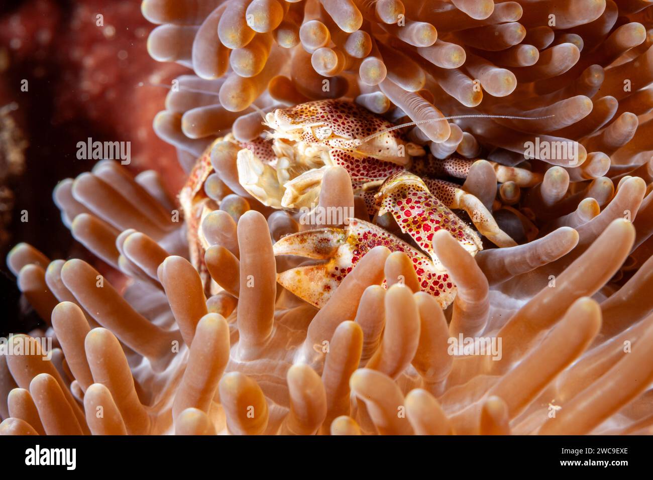 Malaysia, Sabah, Mabul, Porcelain Anemone Crab (Neopetrolisthes ...