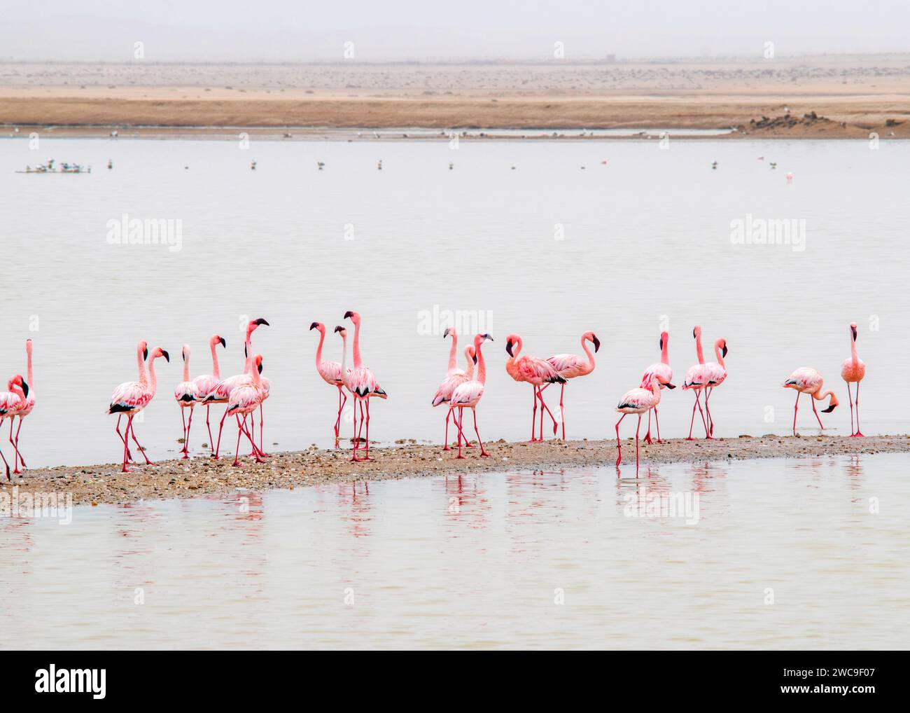 Namibia Swakopmund Pelican Point - Greater and Lesser Flamingo's Stock ...