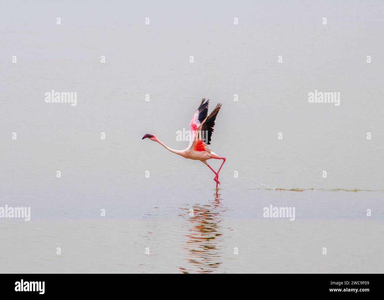 Volnrable hi-res stock photography and images - Alamy